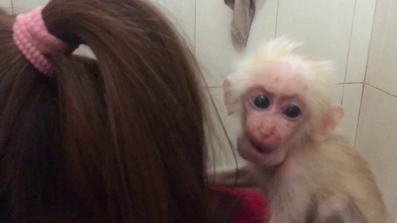 Monkey Siro washing clothes with his mother - YouTube