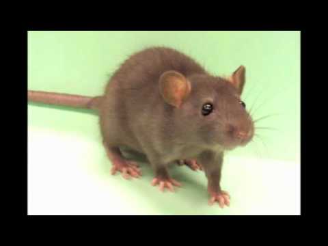 Gladiators - Full time - You little rat - YouTube