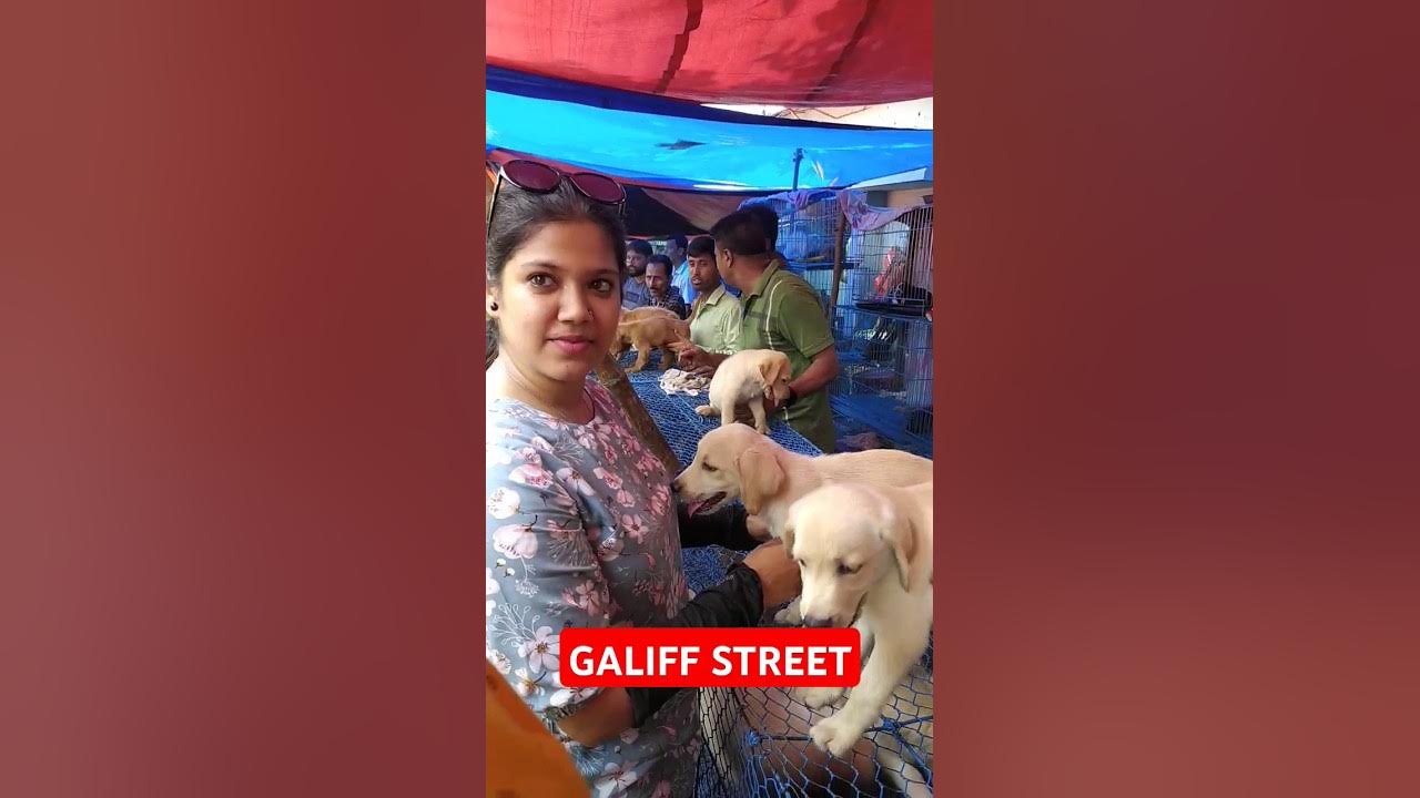 Galiff Street Pet Market। Dog Market #shorts #Dog #petmarket #galiffstreet - YouTube