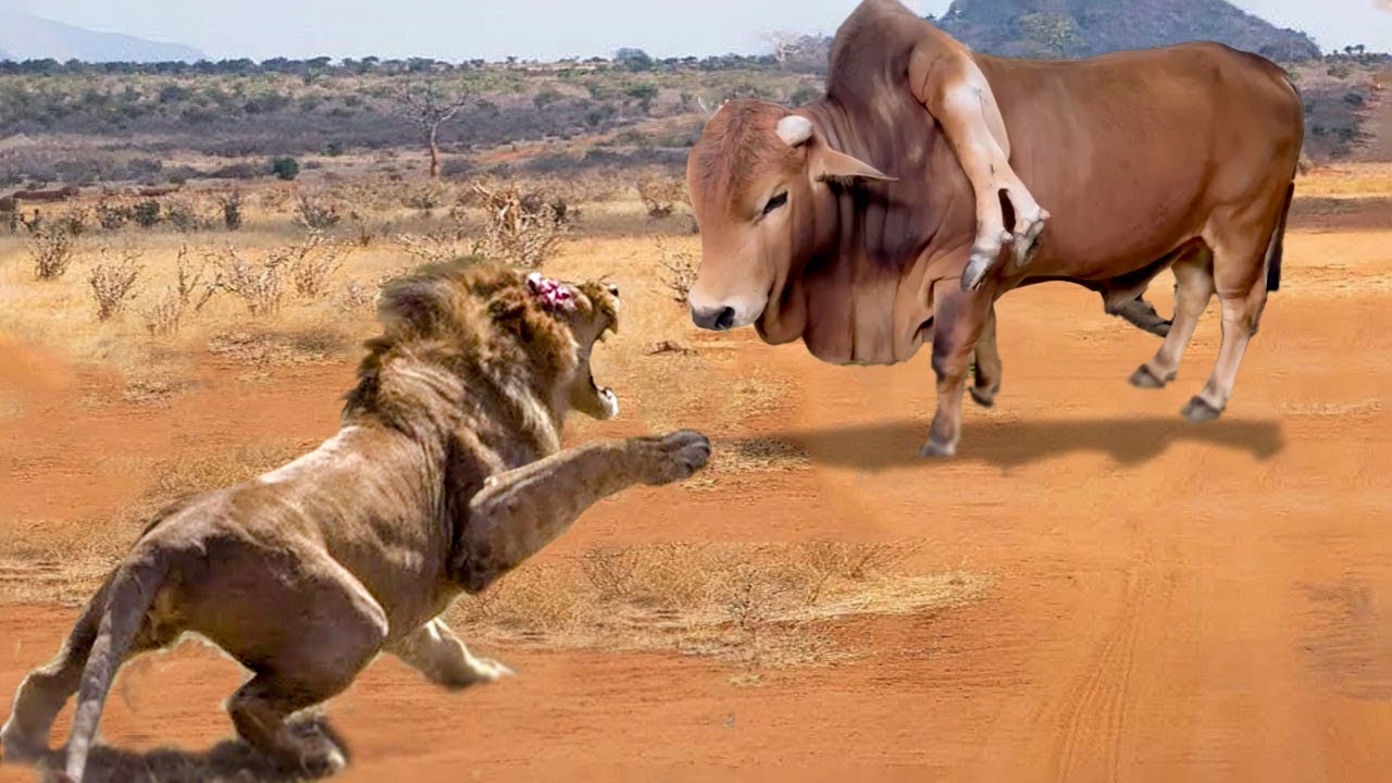 Hungry Lion Risked His Life To Attack A Fierce Buffalo What Happens ...