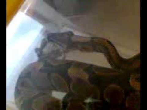 python royal - YouTube