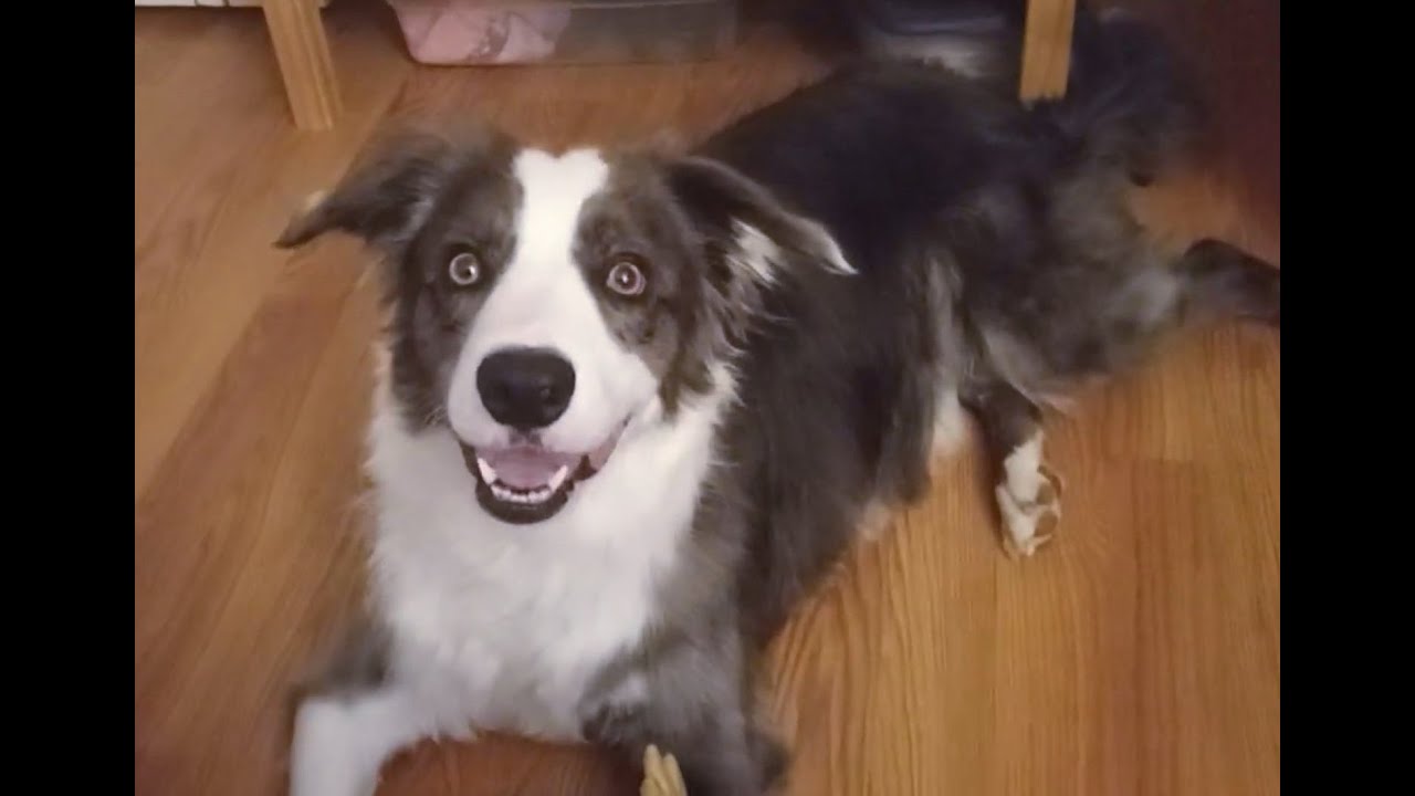 When you tell your dog "good-night" and she becomes a lunatic: Insomnia ...