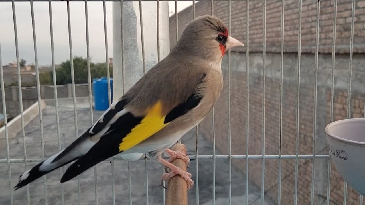Iranian gold finch singing | Gold finch bird singing | سایره سر خوان ...