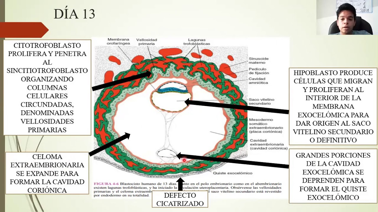 EMBRIOLOGÍA: SEGUNDA SEMANA DE DESARROLLO: DISCO GERMINAL BILAMINAR ...