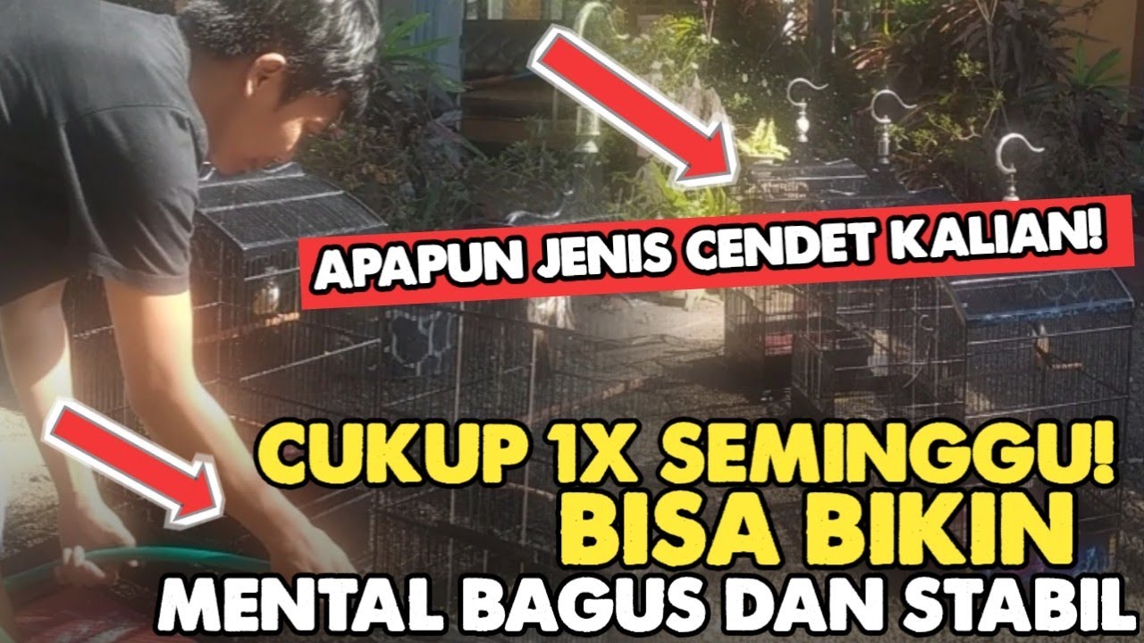 CARA MEMBENTUK MENTAL CENDET DENGAN TERAPI MANDI DALAM HARIAN‼️ - YouTube