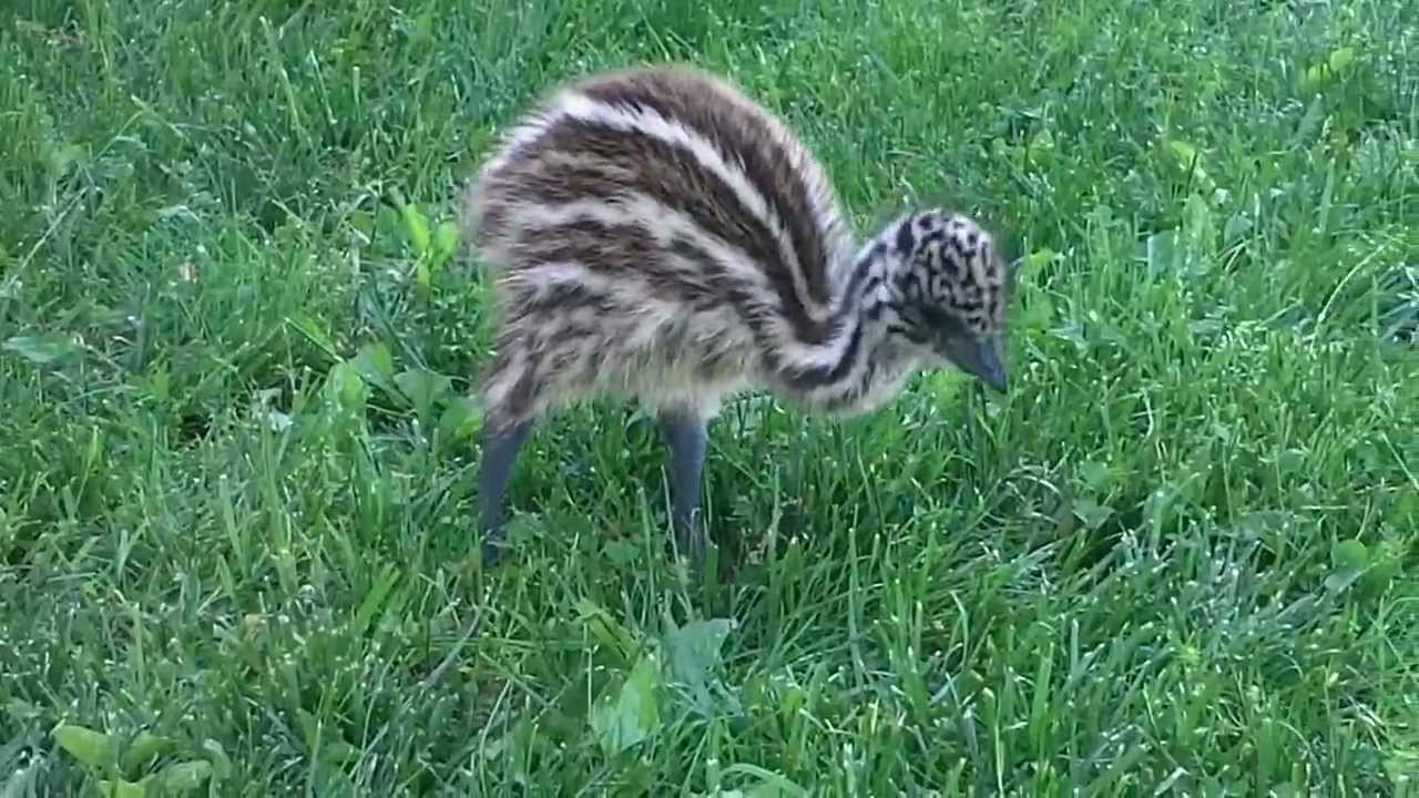 Baby Emu - YouTube