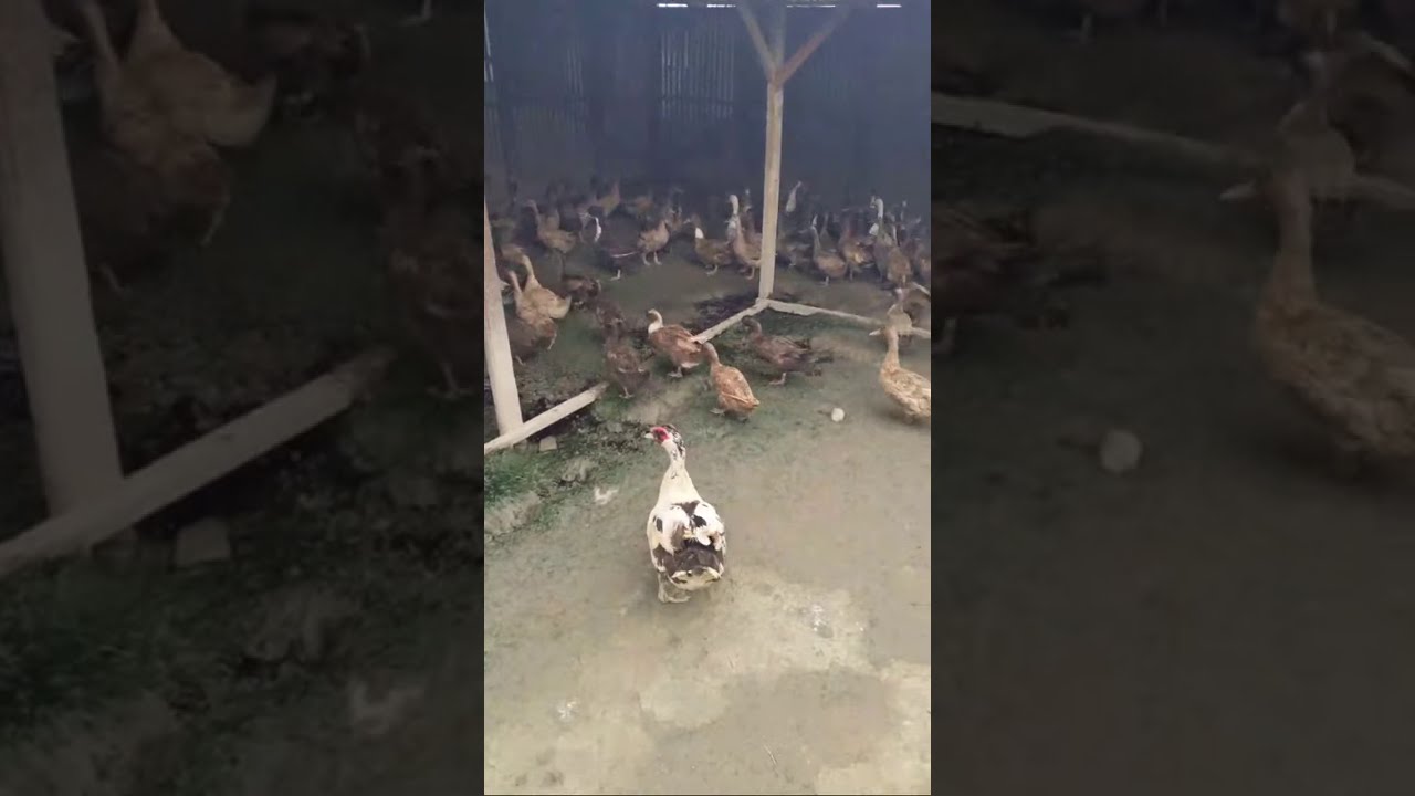 Duckery Farming At Slopleand Campus - YouTube