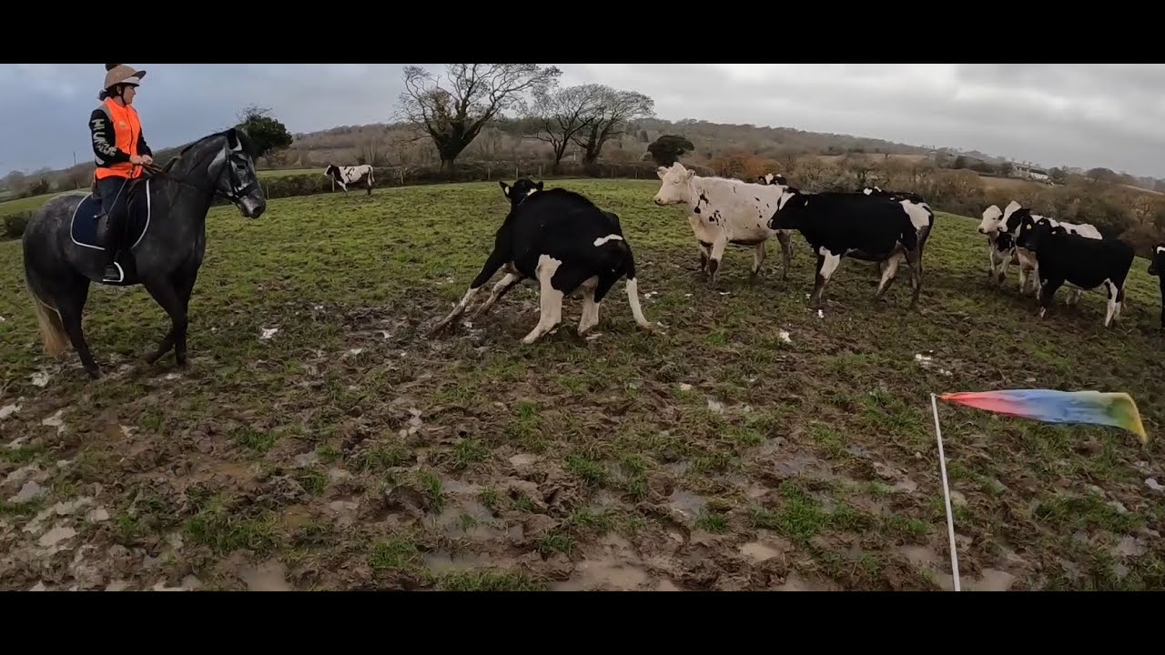 Horsemanship telescopic flag stops cows from hassling! - YouTube