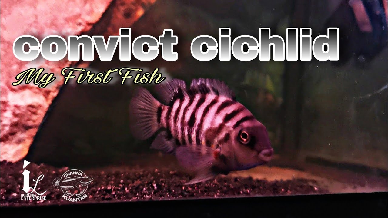 My first convict cichlid fish #convict #tigerfish - YouTube