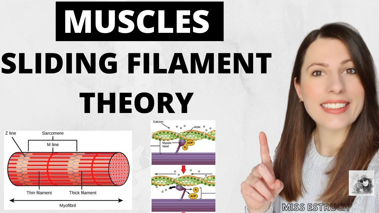 Structure & function of skeletal MUSCLES: Myofibrils, sarcomere ...