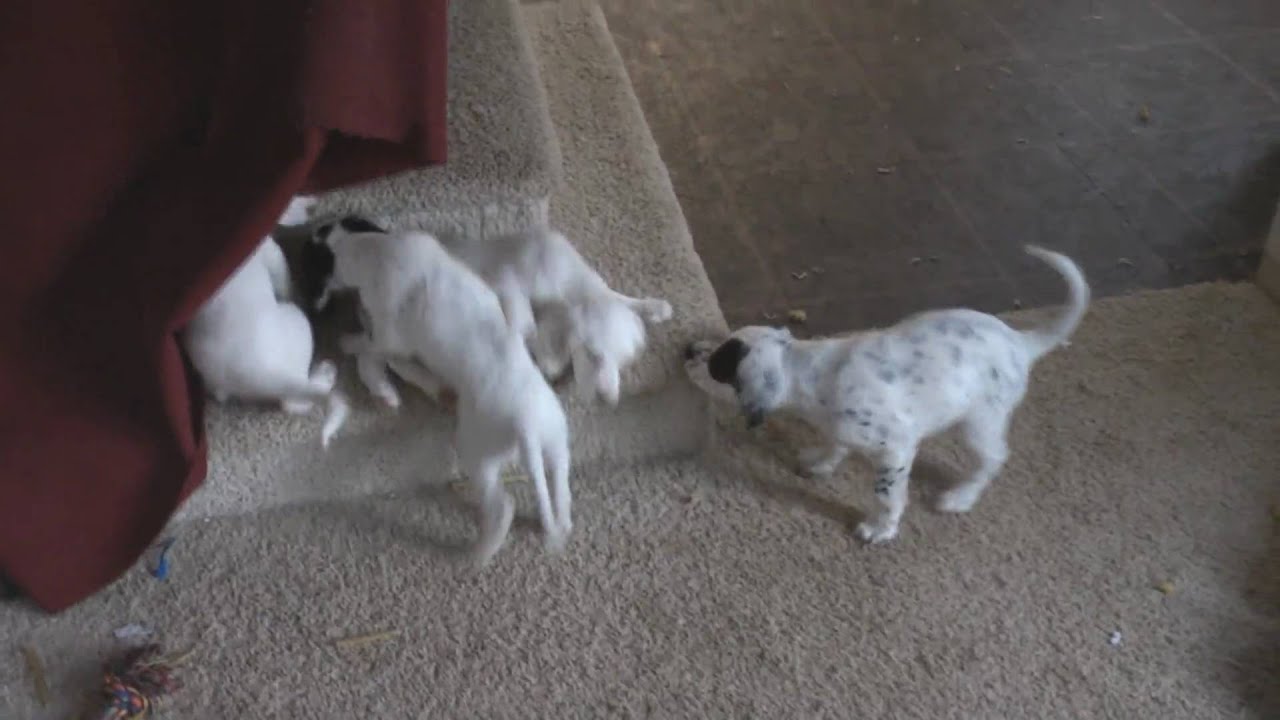English setter puppies playing 3/21 (HD Video) - YouTube