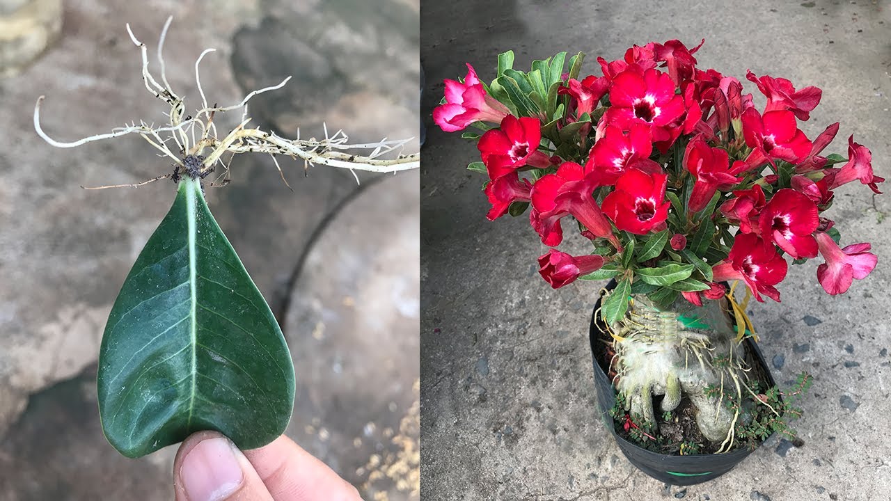 One more tip for growing Adenium flowers at home - YouTube