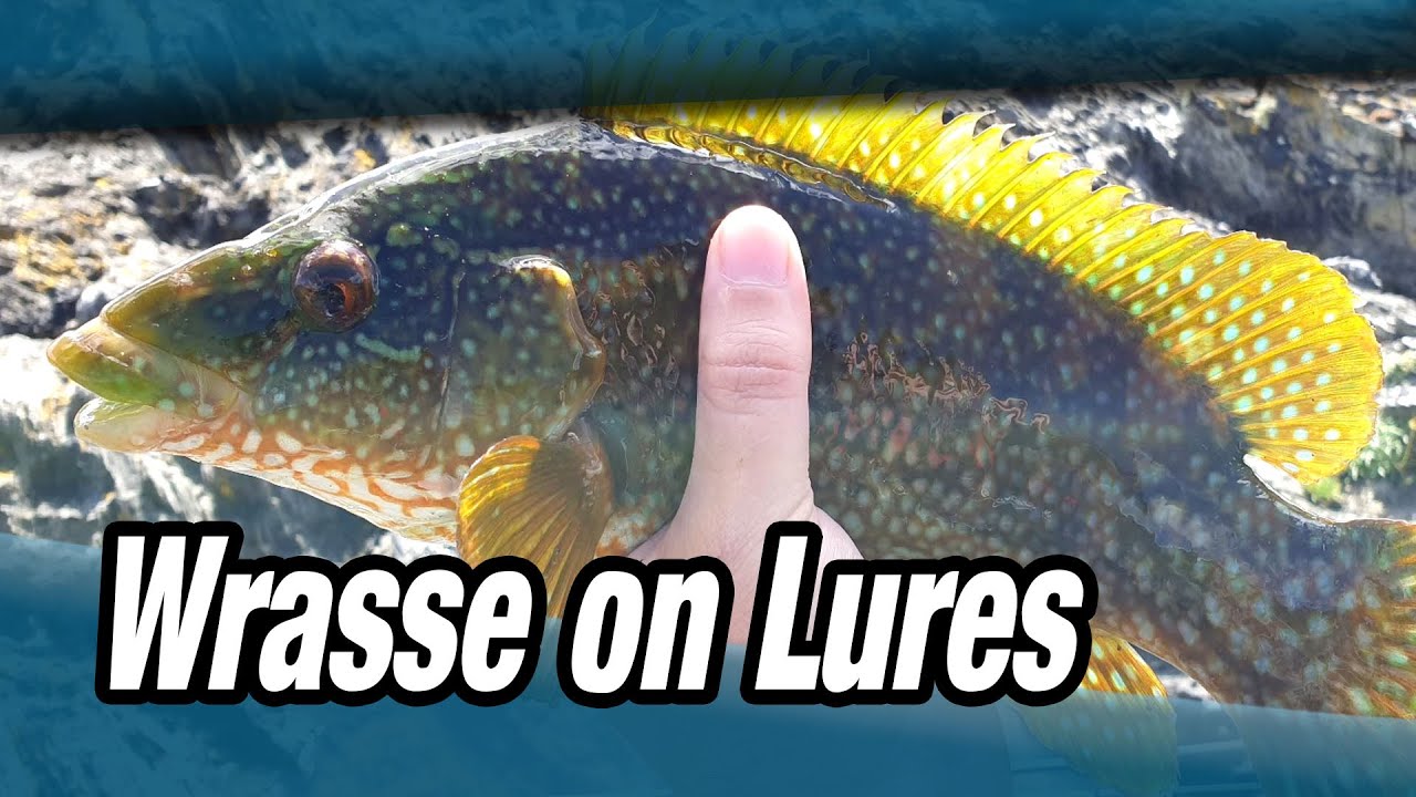 Wrasse Fishing with lures from the rocks in the south west UK - YouTube
