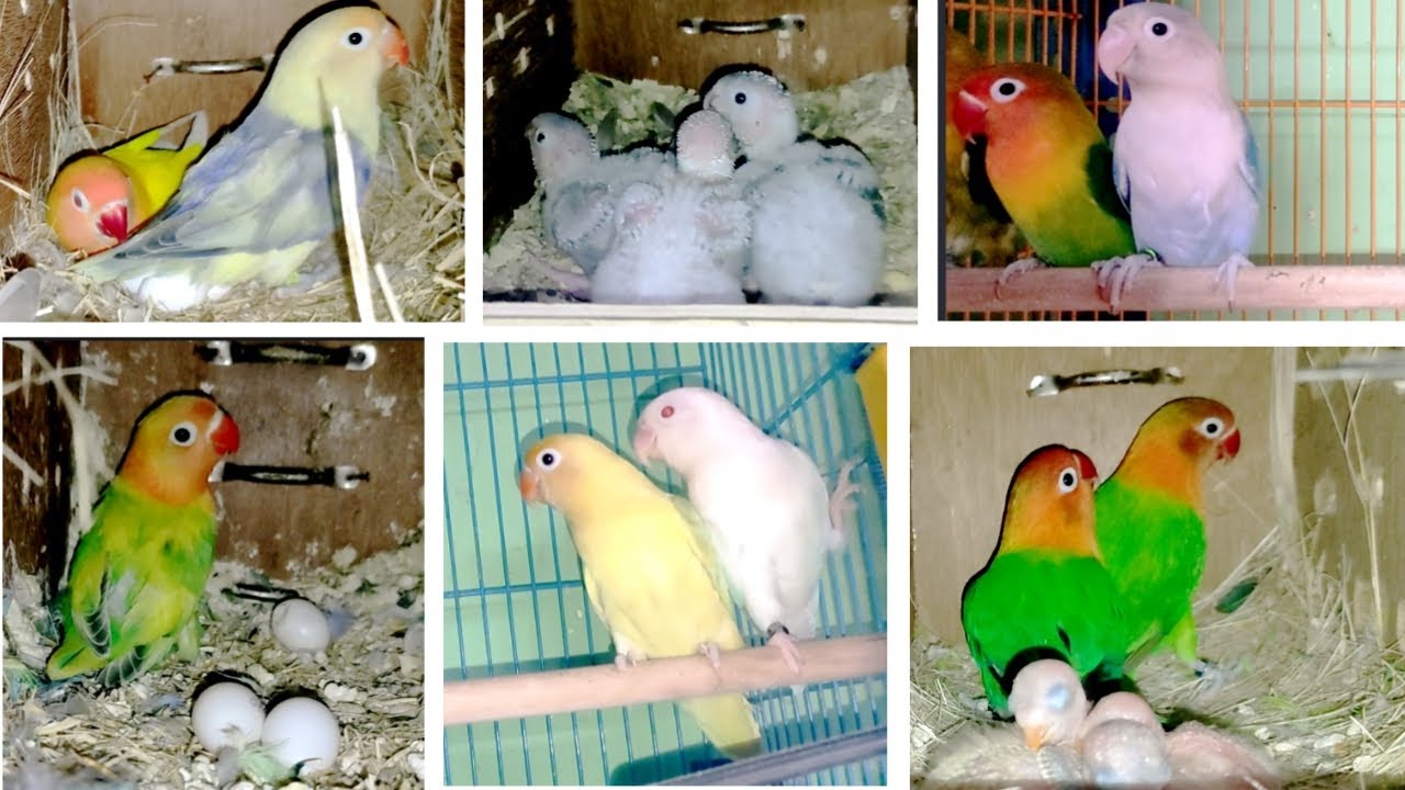 Pratik Ji Ke Waha Ki Birds Breeding Setup || Police Birds Setup ...