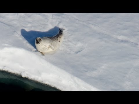 One Day, The Seals Will Be Safe