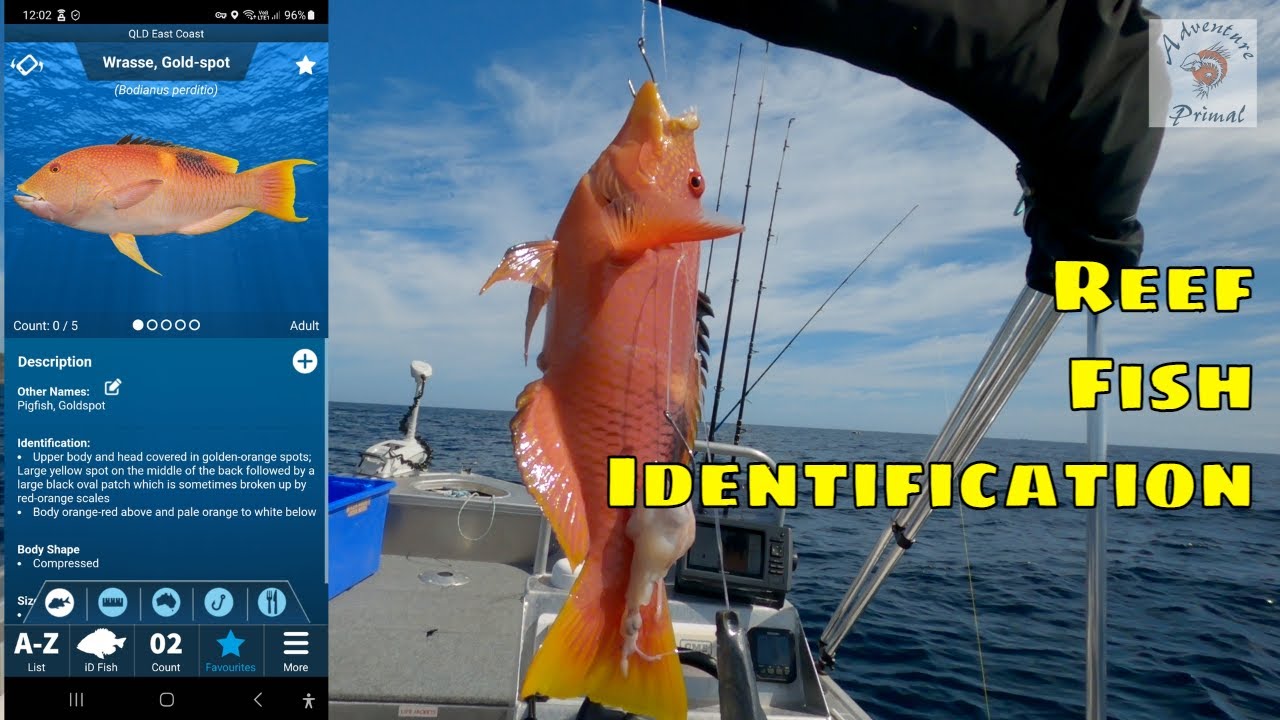 Reef Fish Identification - YouTube