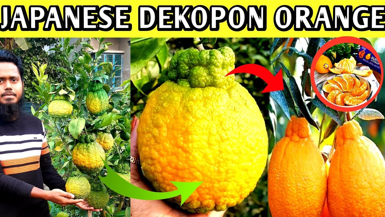 World's Most Expensive Japanese Dekopon Orange//Japanese Dekopon Orange ...