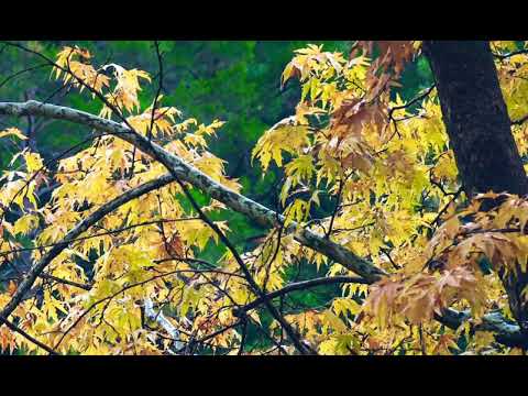 Musa Eroğlu /Yine Karlar Yağdı Gönül Dağıma
