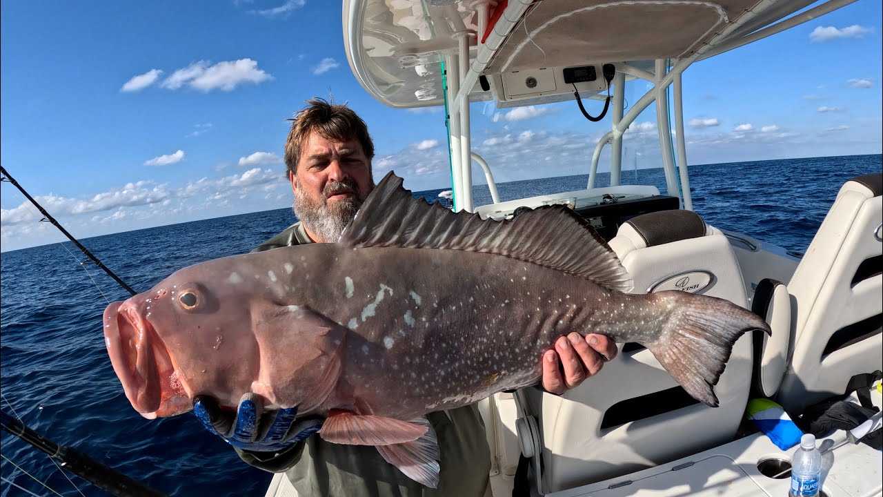 The BEST Way to Catch GIANT Red Grouper in the Gulf of Mexico *Catch ...