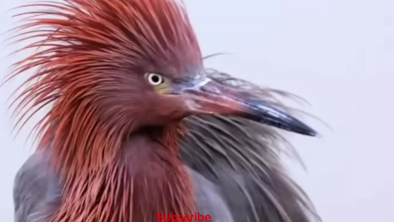 Reddish egret call - YouTube