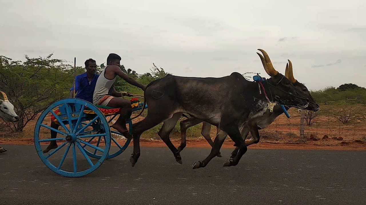 Naduvakurichi reckla race periyamadu panthaiyam - YouTube