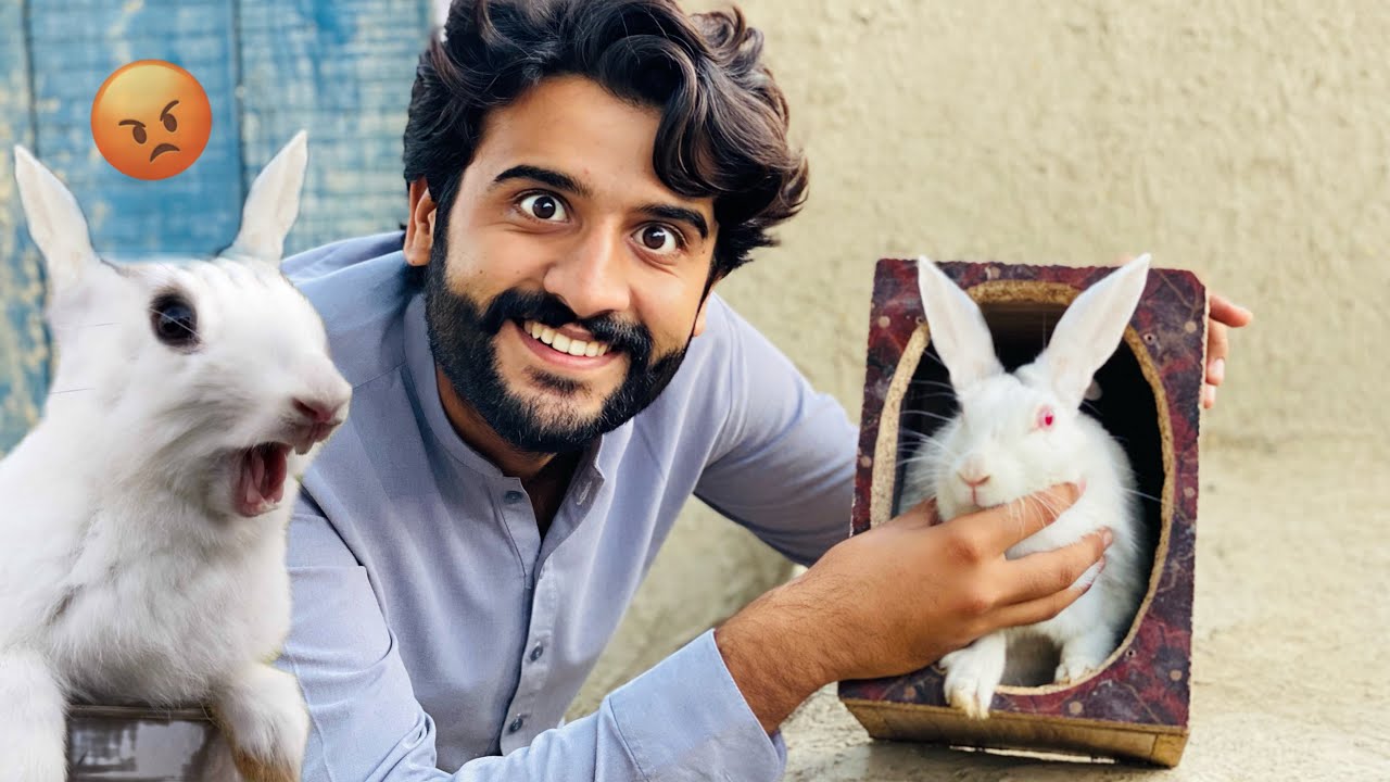 New rabbit lay aye | Rabbits ke fight ho gae🥲 | Apna Dihat - YouTube