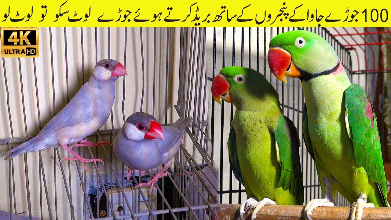 Java Sparrow Birds Setup |100 Breeder pairs | Talking Gray Parrots | Raw Parrots and Old Cage ...