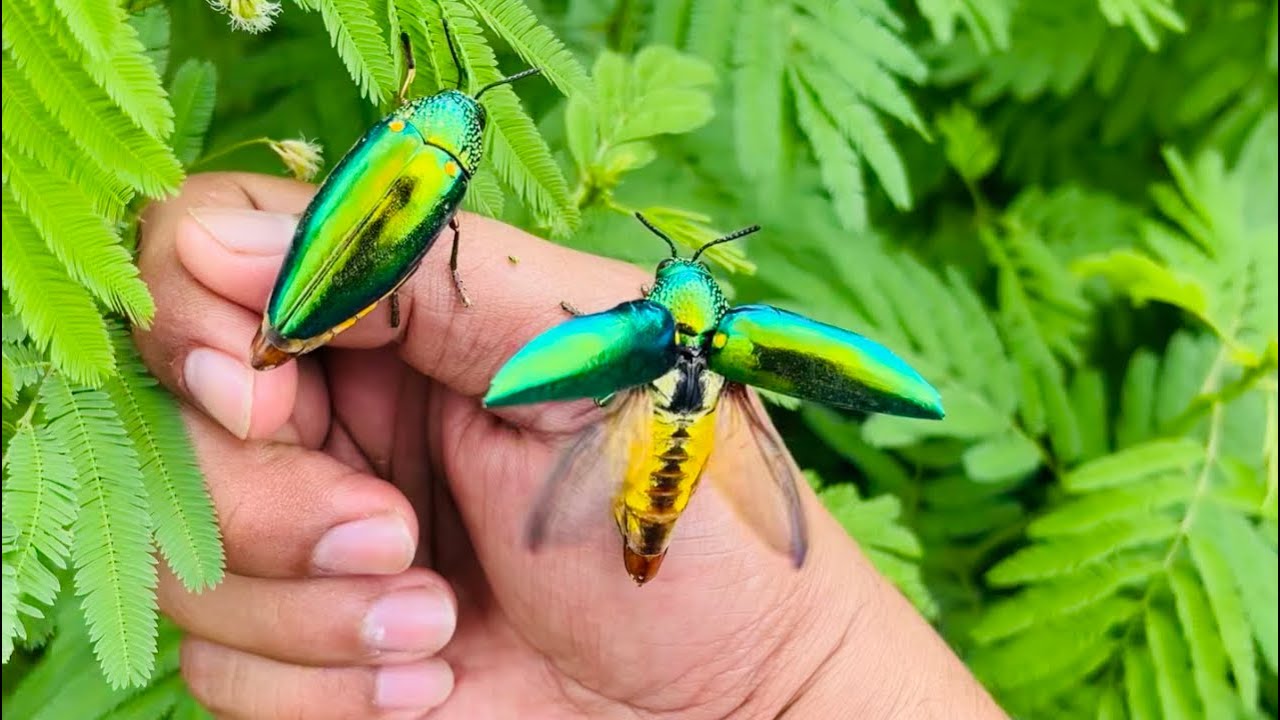 Beautiful insects flying - YouTube
