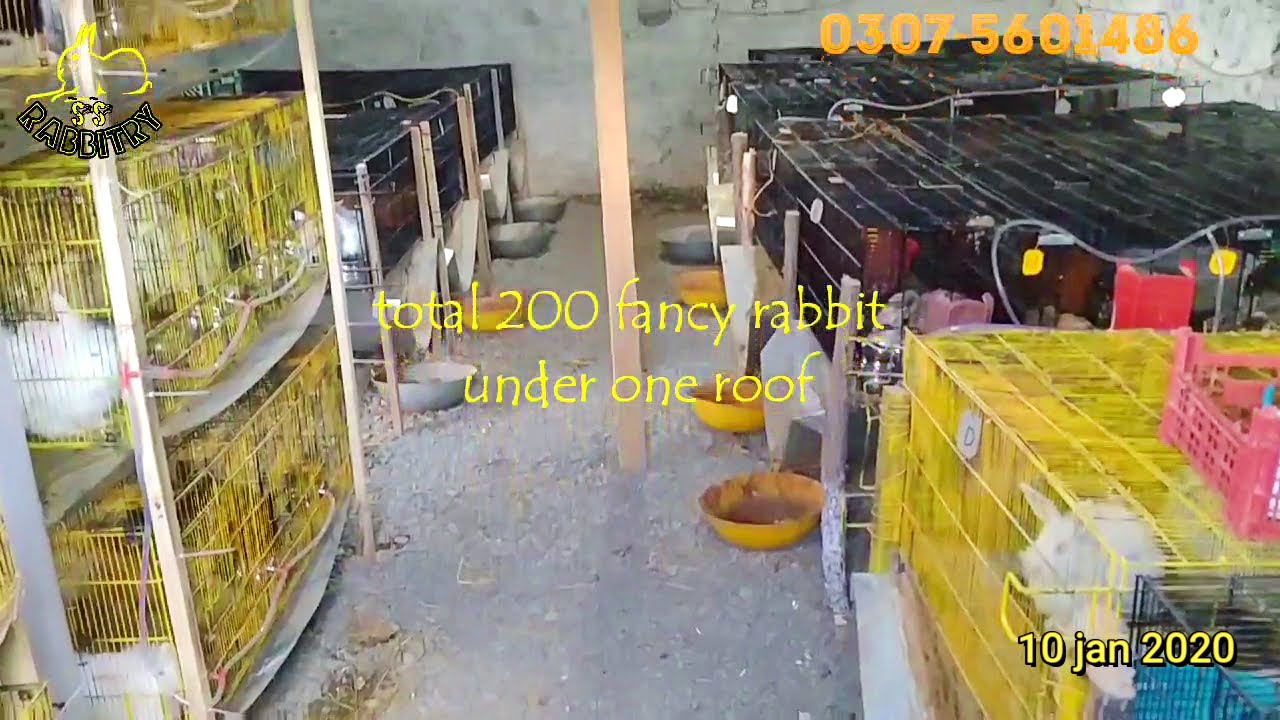 fancy rabbit farm in pakistan || abbottabad || ss rabbitry - YouTube