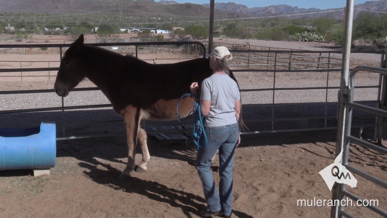 Establishing Leadership As You Approach Your Mule from the Left Side ...