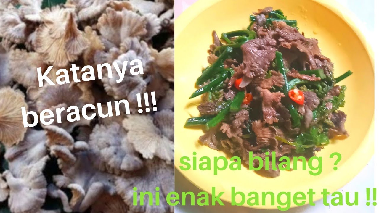 cara masak jamur grigit? ||gampang bangettt !!! - YouTube