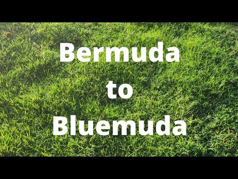 Kentucky Blue Grass Seed Germination 30 days later. BlueMuda!! - YouTube