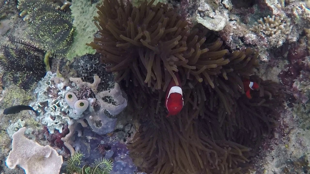 Snorkeling in Komodo National Park - Menjerite and Kelor Island ...