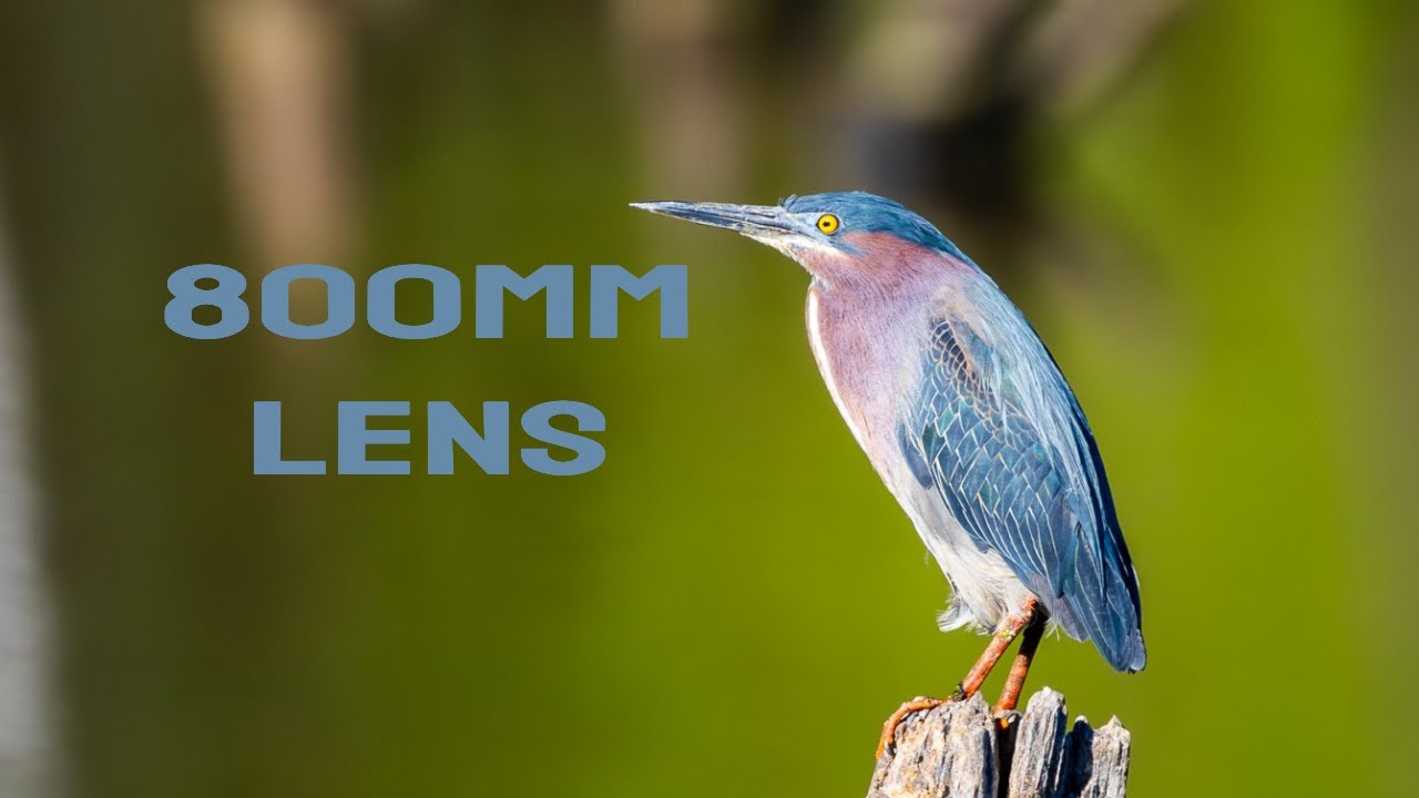 Canon R8 Any Good For Bird Photography? RF 200-800mm Lens - YouTube