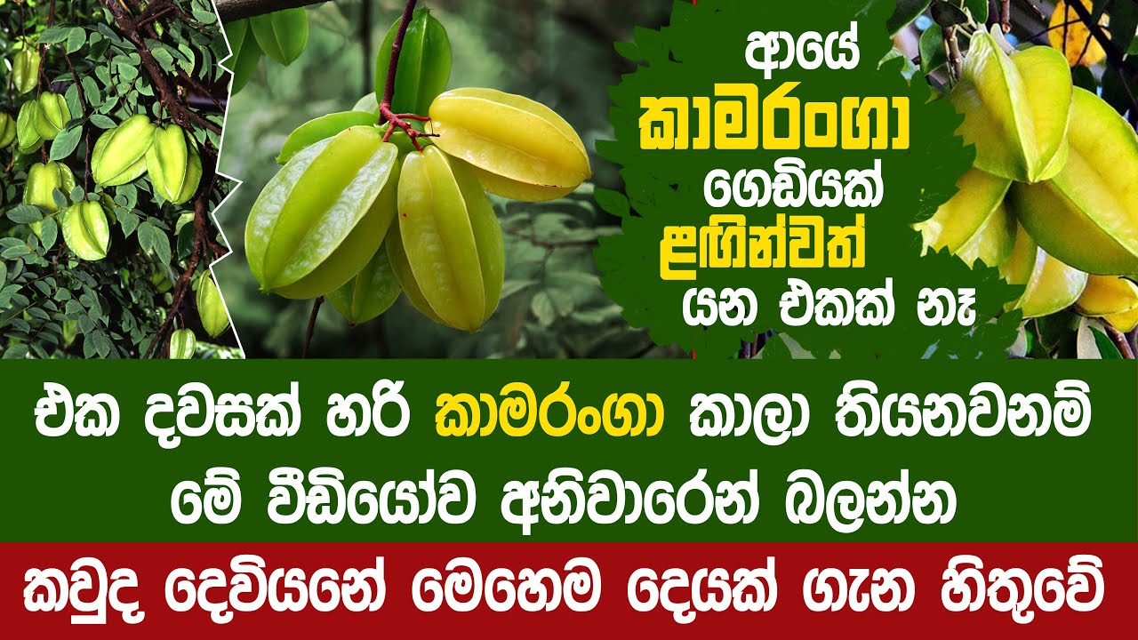 කාමරංගා කාලා තියනවනම් අනිවාරෙන් මේක බලන්න - Starfruit | Kamaranga - YouTube