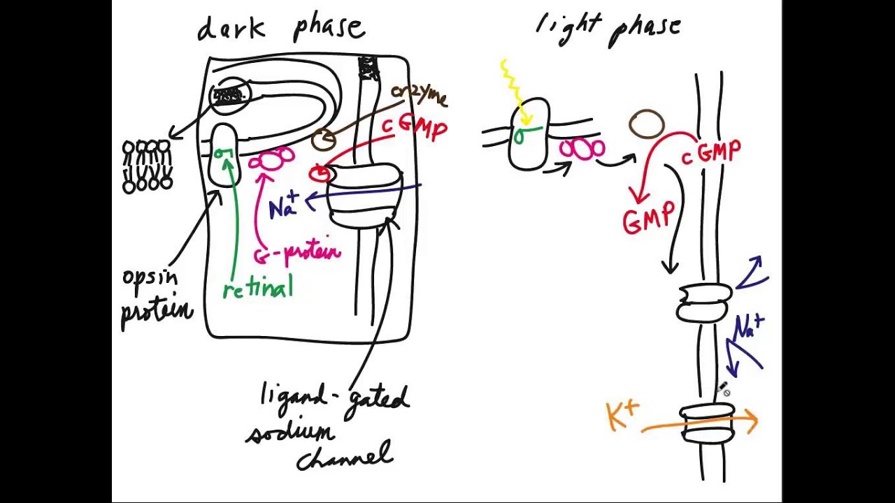 Phototransduction: Light Phase - YouTube