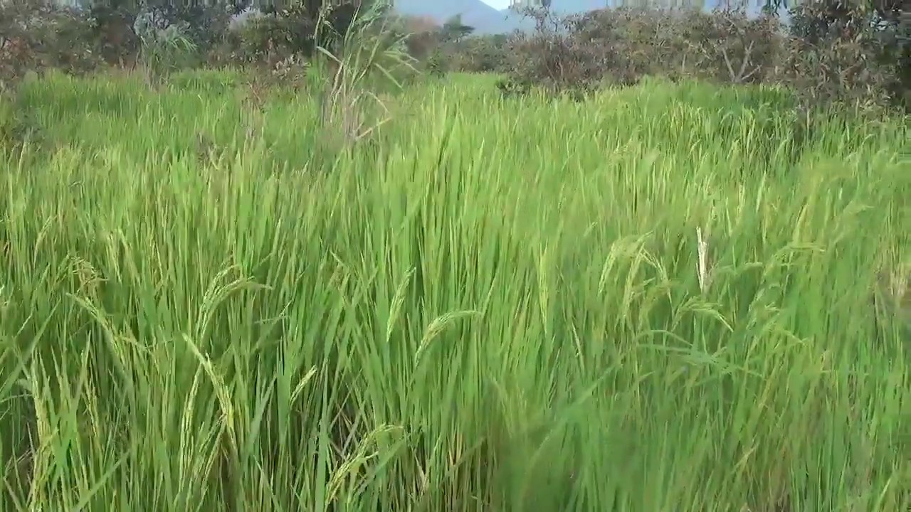 OUR RICE 2019 FLOWERING STAGE - YouTube