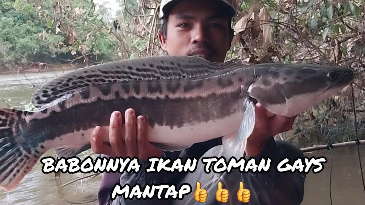 Najur Toman Monster Umpan Lele Tambak - YouTube