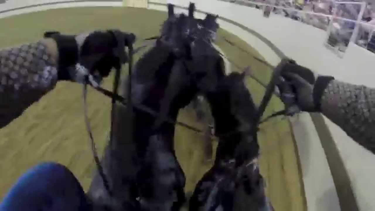 GoPro Video of Percheron Thunder in the Fairgrounds Coliseum - YouTube
