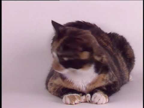 Baby Einstein Language Nursery - YouTube