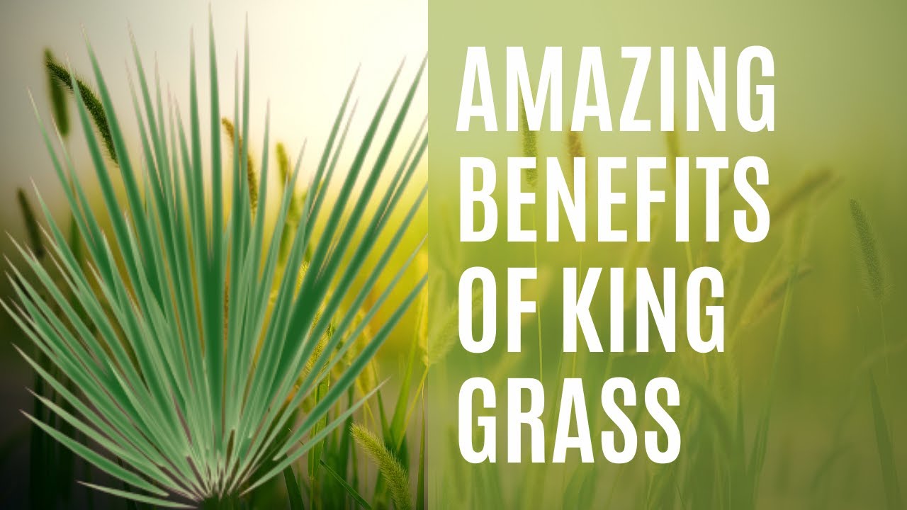 AMAZING BENEFITS OF KING GRASS - YouTube