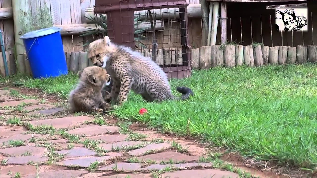 The cutest cheetah cubs ever - YouTube