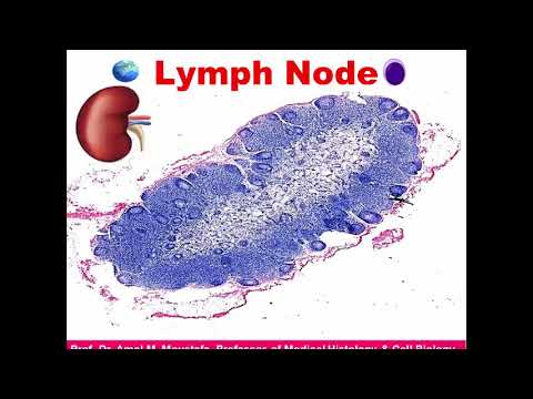 Practical for OSPE, Lymph Node & palatine Tonsil Dr Amal mohamed ...