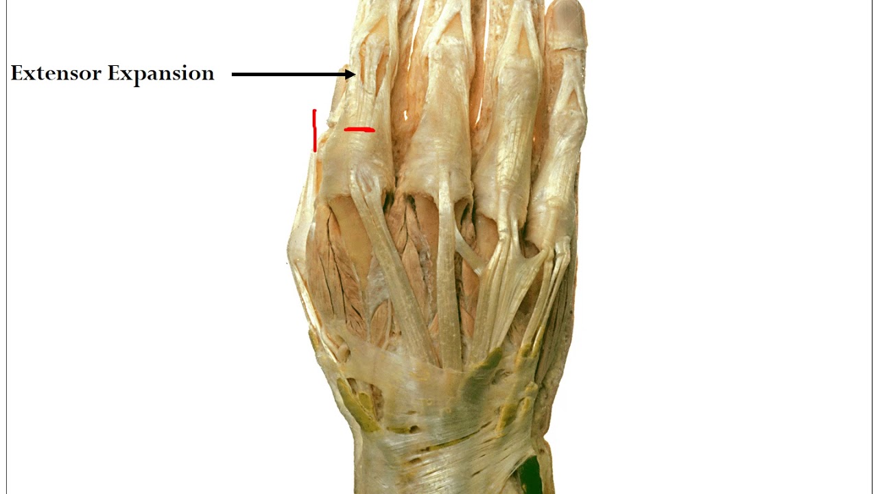 Muscles of Back of the Forearm - YouTube