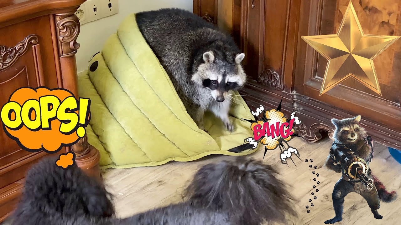 The raccoon is at its peak today. - YouTube