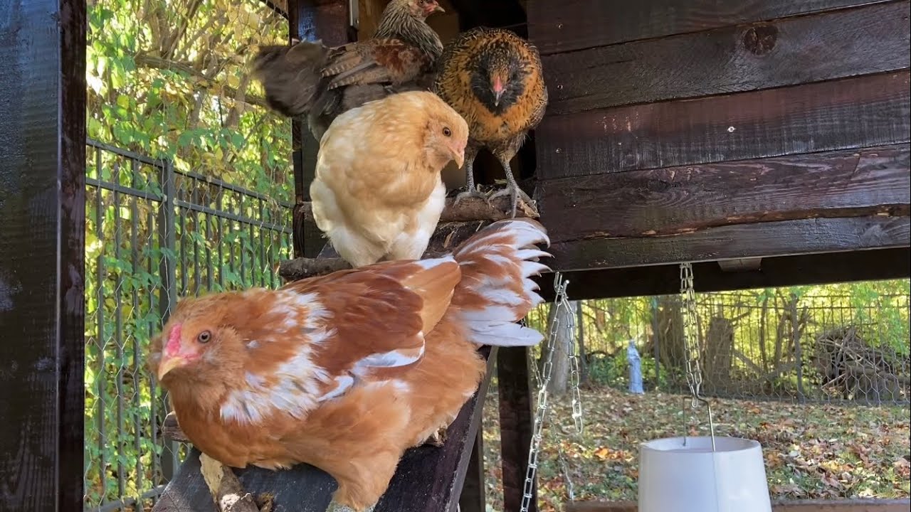 A Beautiful Chicken Day | Daily Chicken Update - YouTube