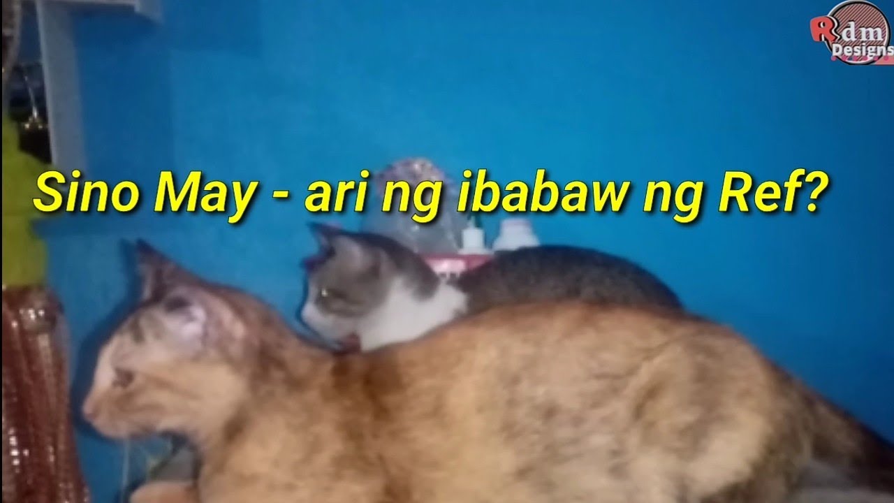 Sino May-ari ng Ibabaw ng Ref? Si Mang Mang or si Ming Ming? Cat Lovers Philippines - YouTube