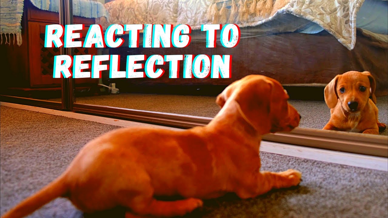 Cute dog reacting to its reflection in the mirror - Wonderful Animals # ...