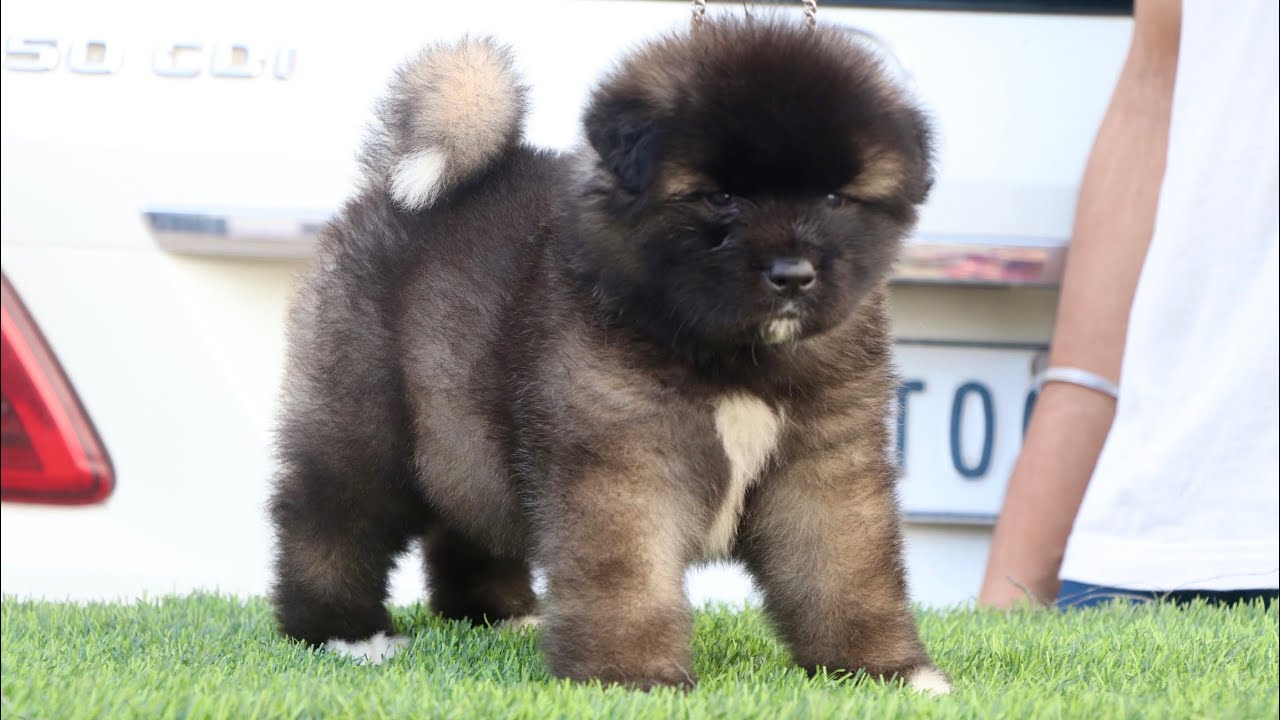 Awesome Akita Boy @35 Day Rich Black & Red Overlay Colour | Best Akitas ...