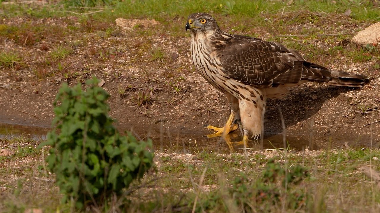 The largest hawk in Europe - Eurasian Goshawk - YouTube